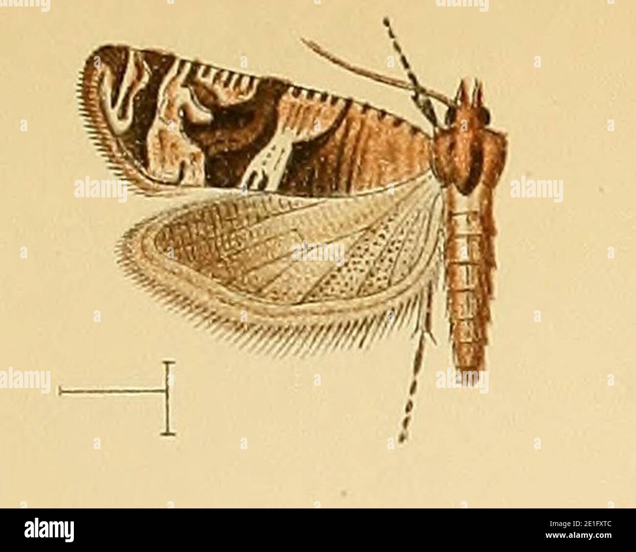 Neptunia hi-res stock photography and images - Alamy