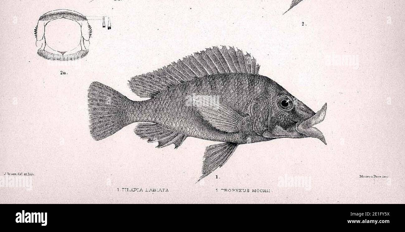 Labiatus hi-res stock photography and images - Alamy