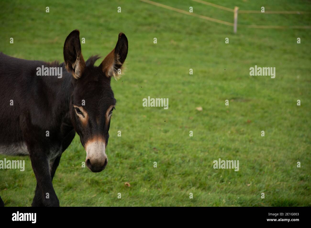 Donkey on field hi-res stock photography and images - Alamy