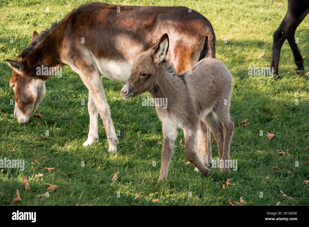 Donkey on field hi-res stock photography and images - Alamy
