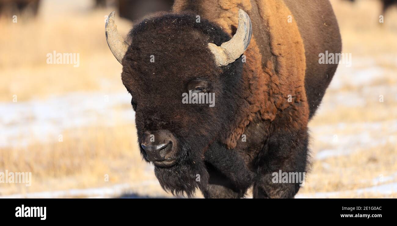 American Bison buffalo Stock Photo - Alamy