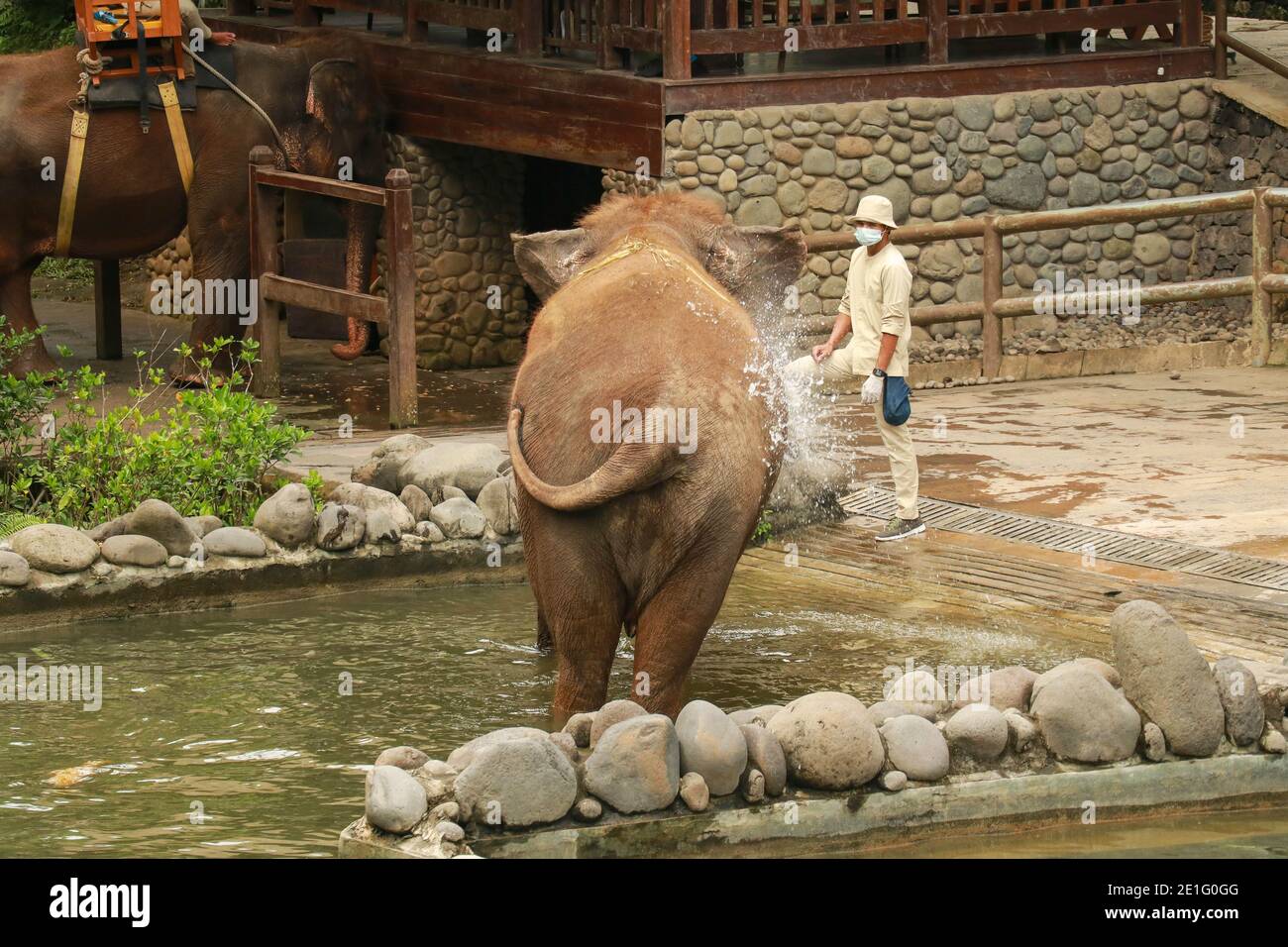 Young Asian Elephant sprays himself with water at the Zoo pak, Bali ...