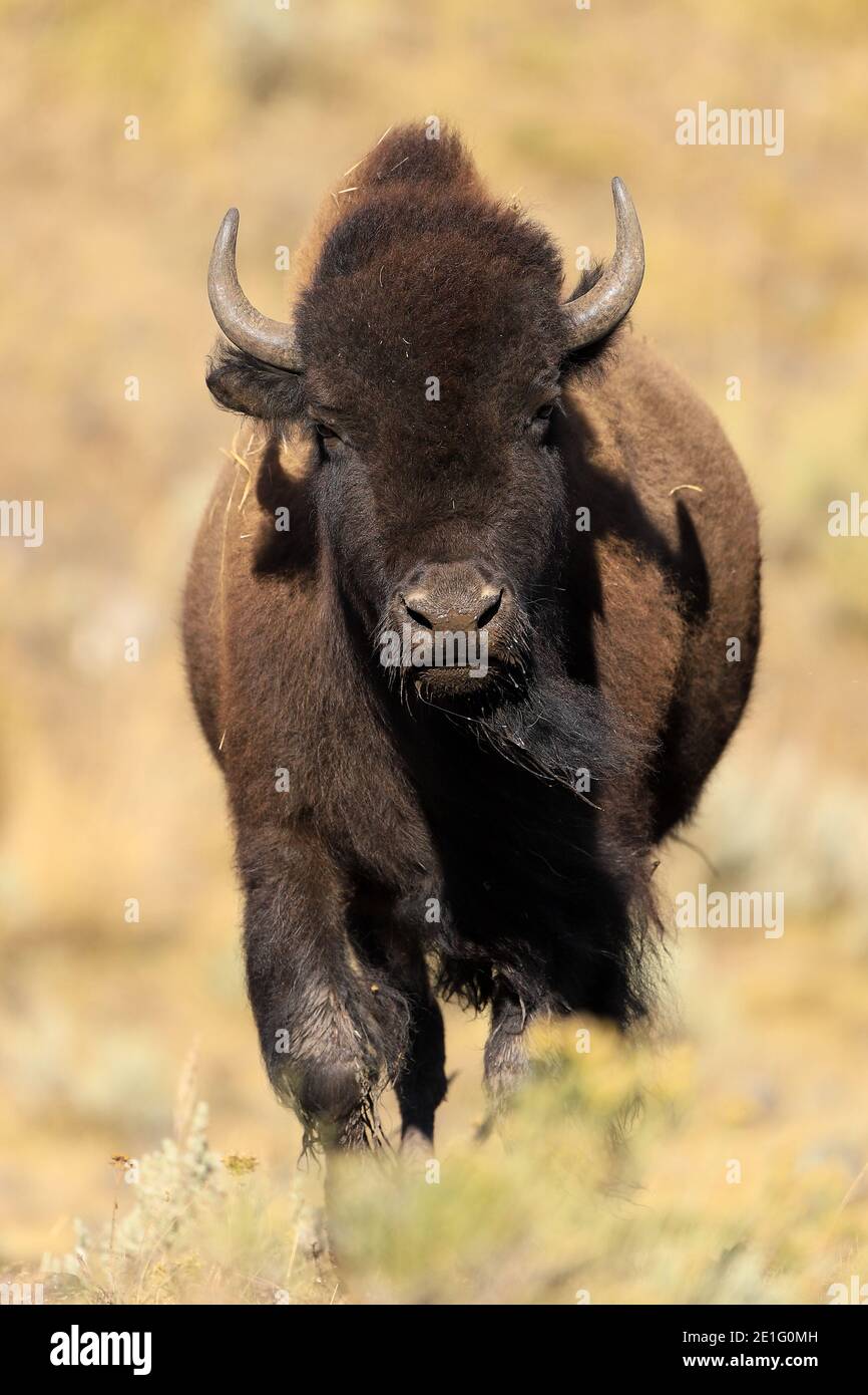 American Bison buffalo Stock Photo - Alamy