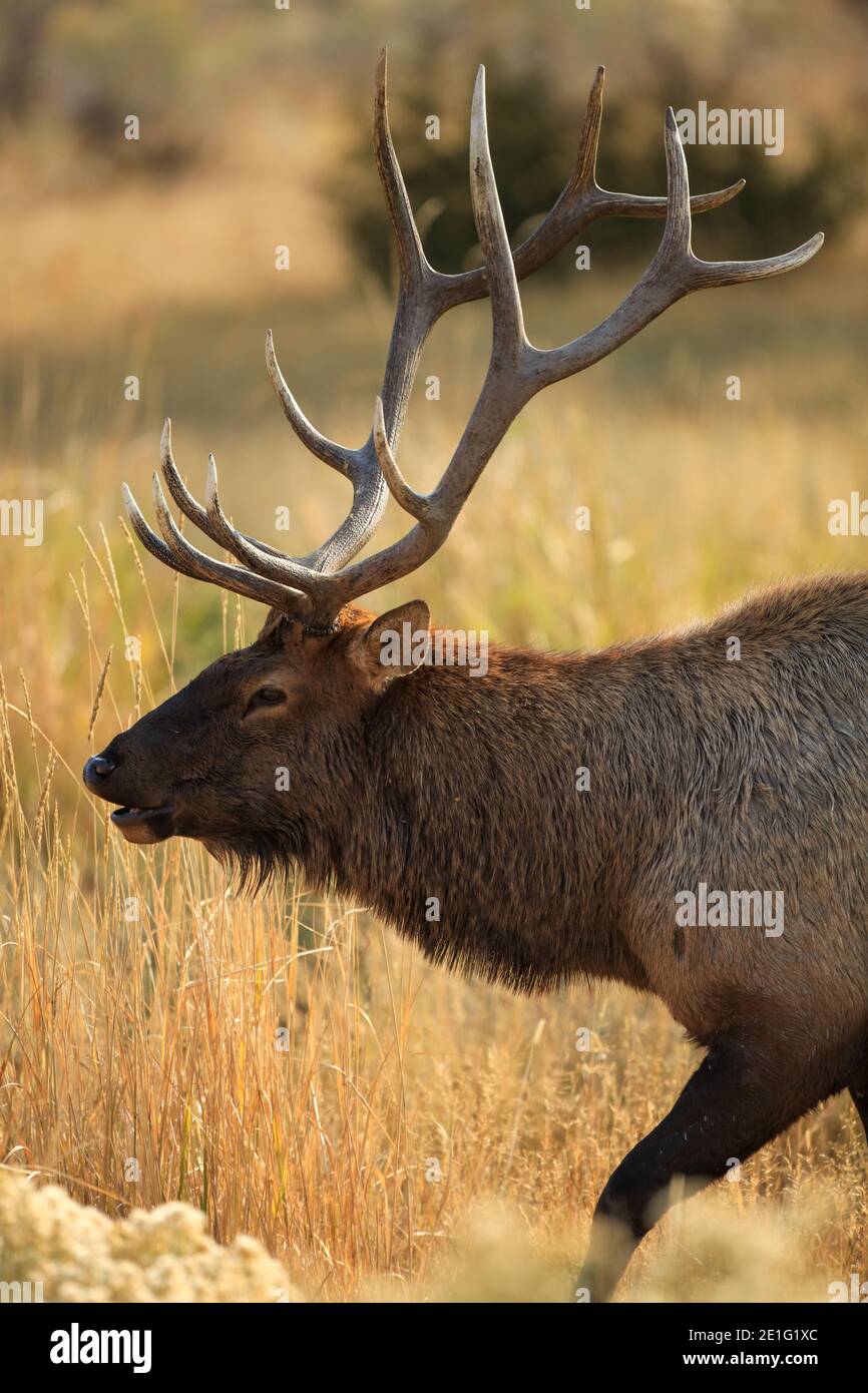 Bull elk at Mammoth Hot Springs in Yellowstone National park Stock ...