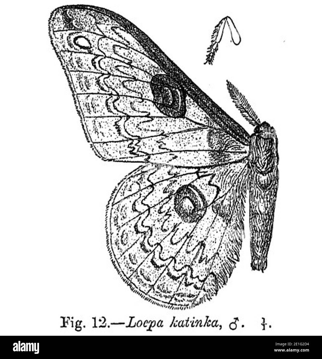 Loepa hi-res stock photography and images - Alamy