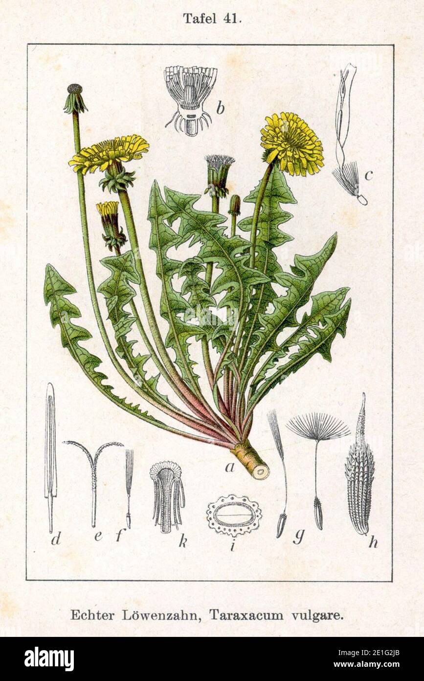 Loewenzahn hi-res stock photography and images - Alamy