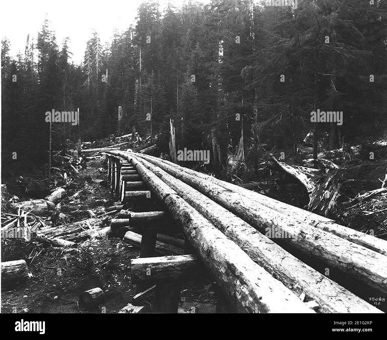 Log railroad bridge under construction, U S Army Signal Corps Railroad ...