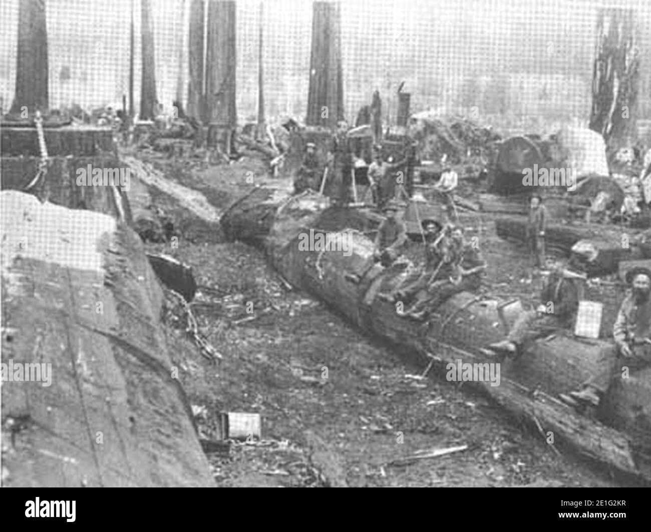 Log peeling redwood Stock Photo - Alamy