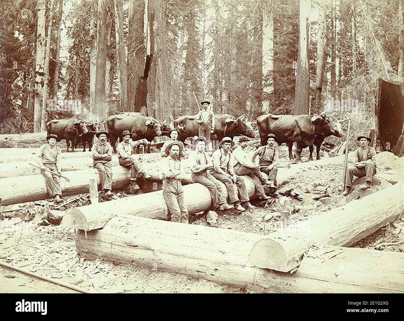 Archival loggers hi-res stock photography and images - Alamy