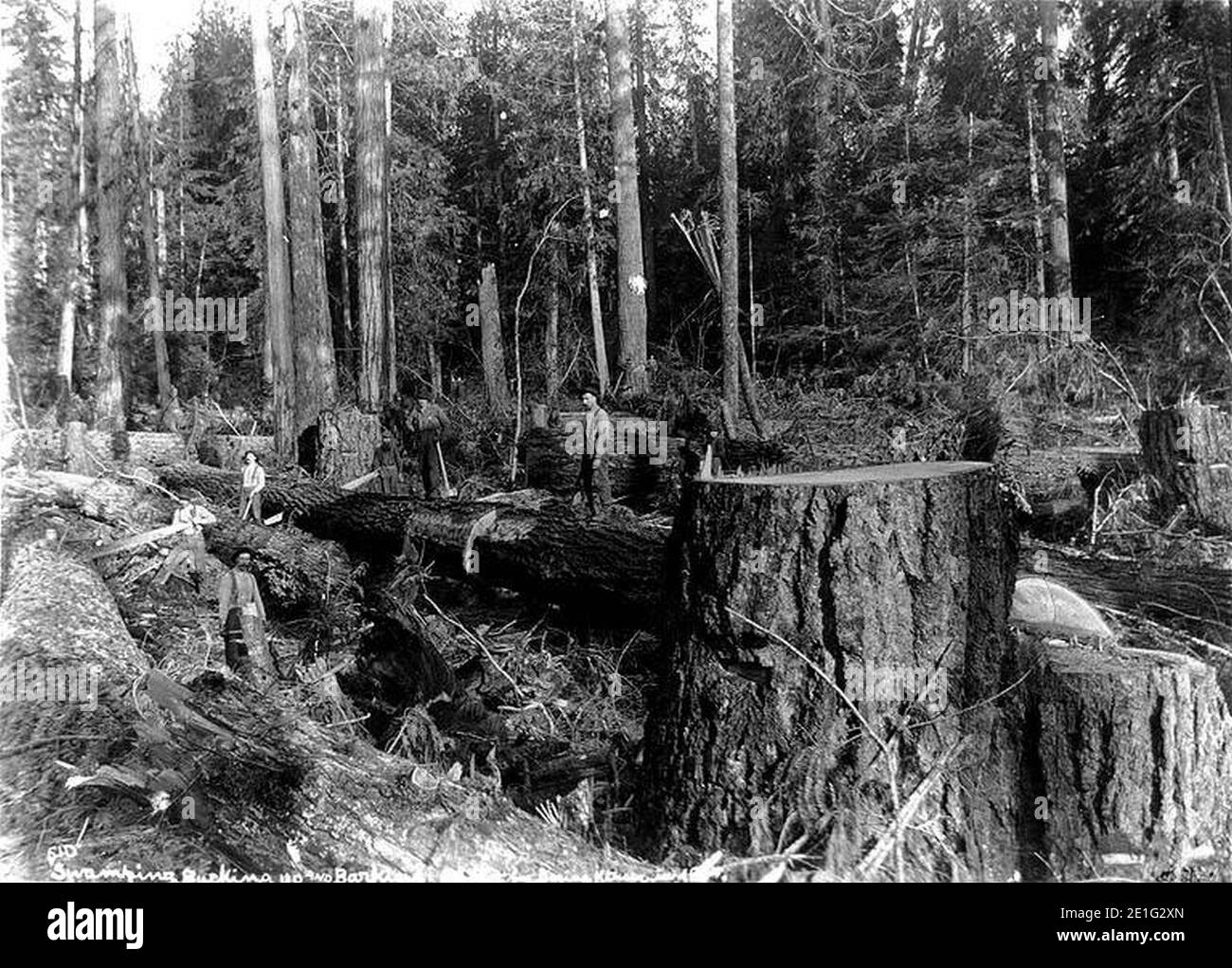 Loggers at work crosscuting timber, Washington, 1894 Stock Photo - Alamy