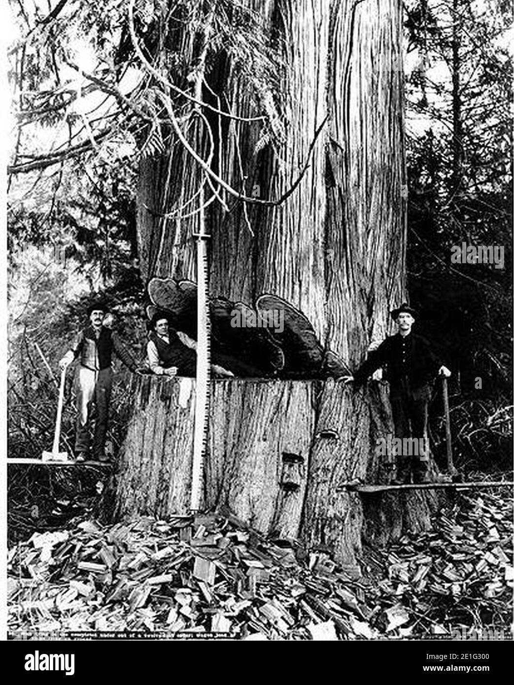 Loggers on springboards hi-res stock photography and images - Alamy