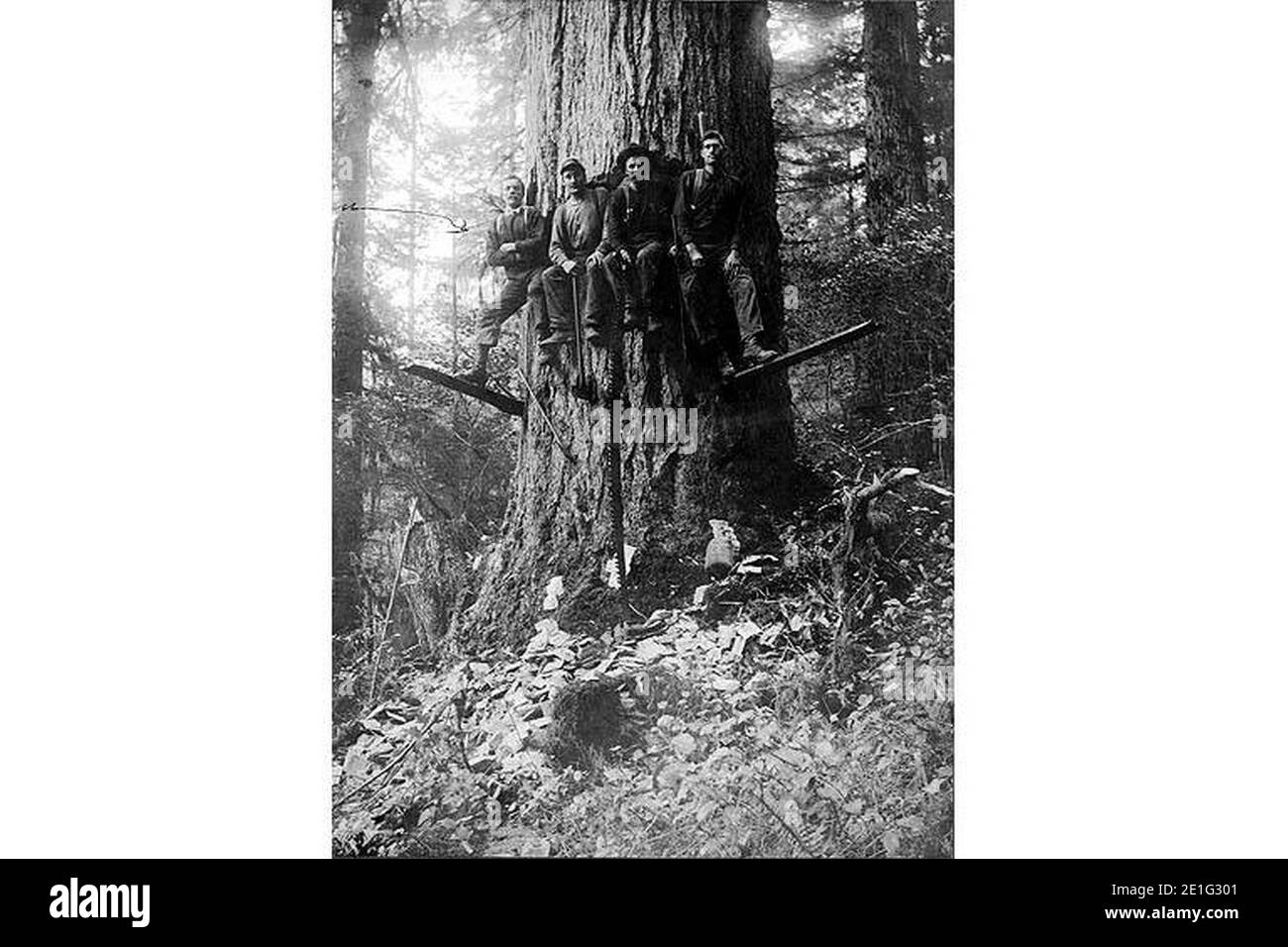 Loggers posed with springboards, crosscut saw and felling axes, Deep ...