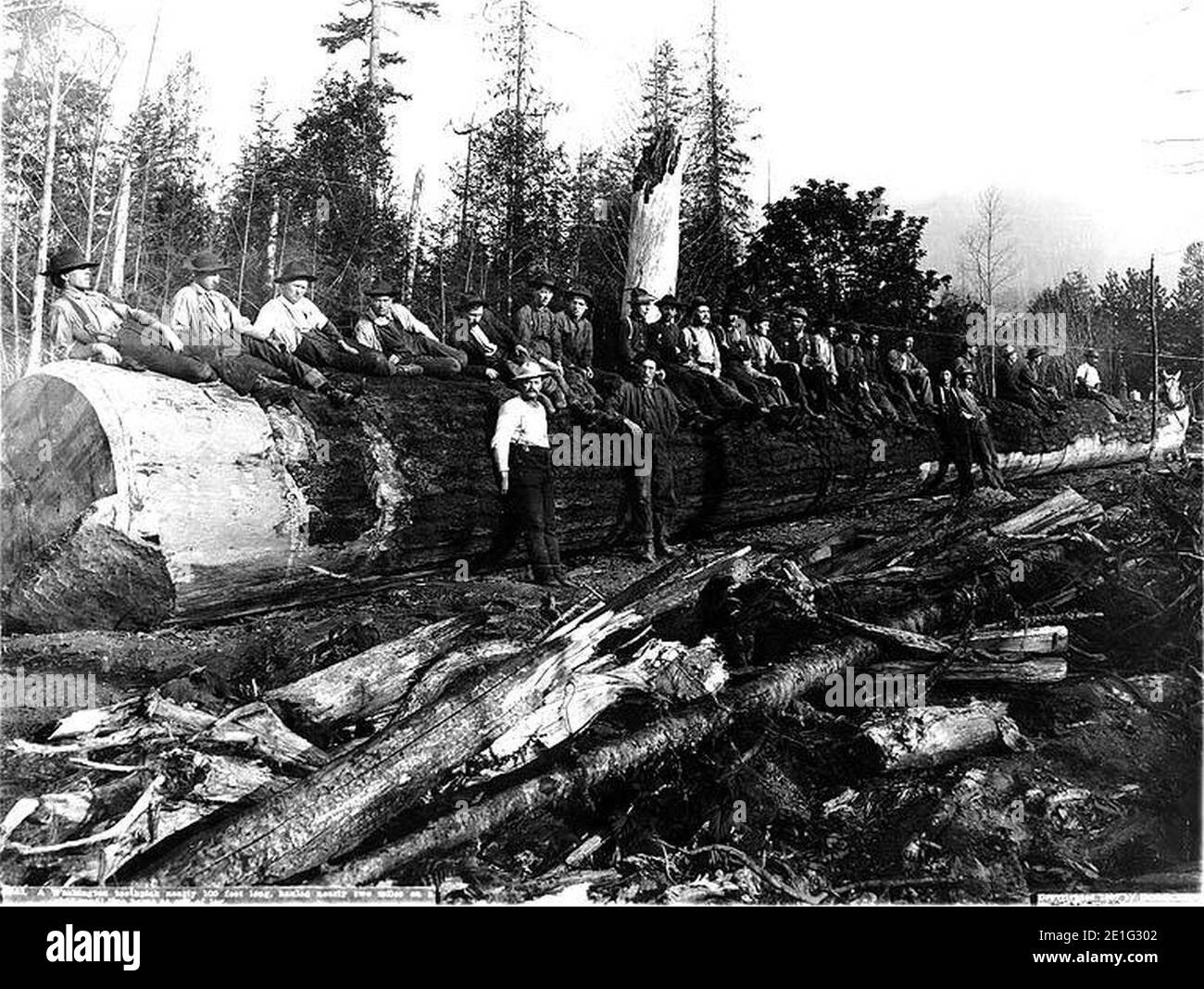 Loggers on top of a 100 foot long log, Washington, 1907 Stock Photo - Alamy