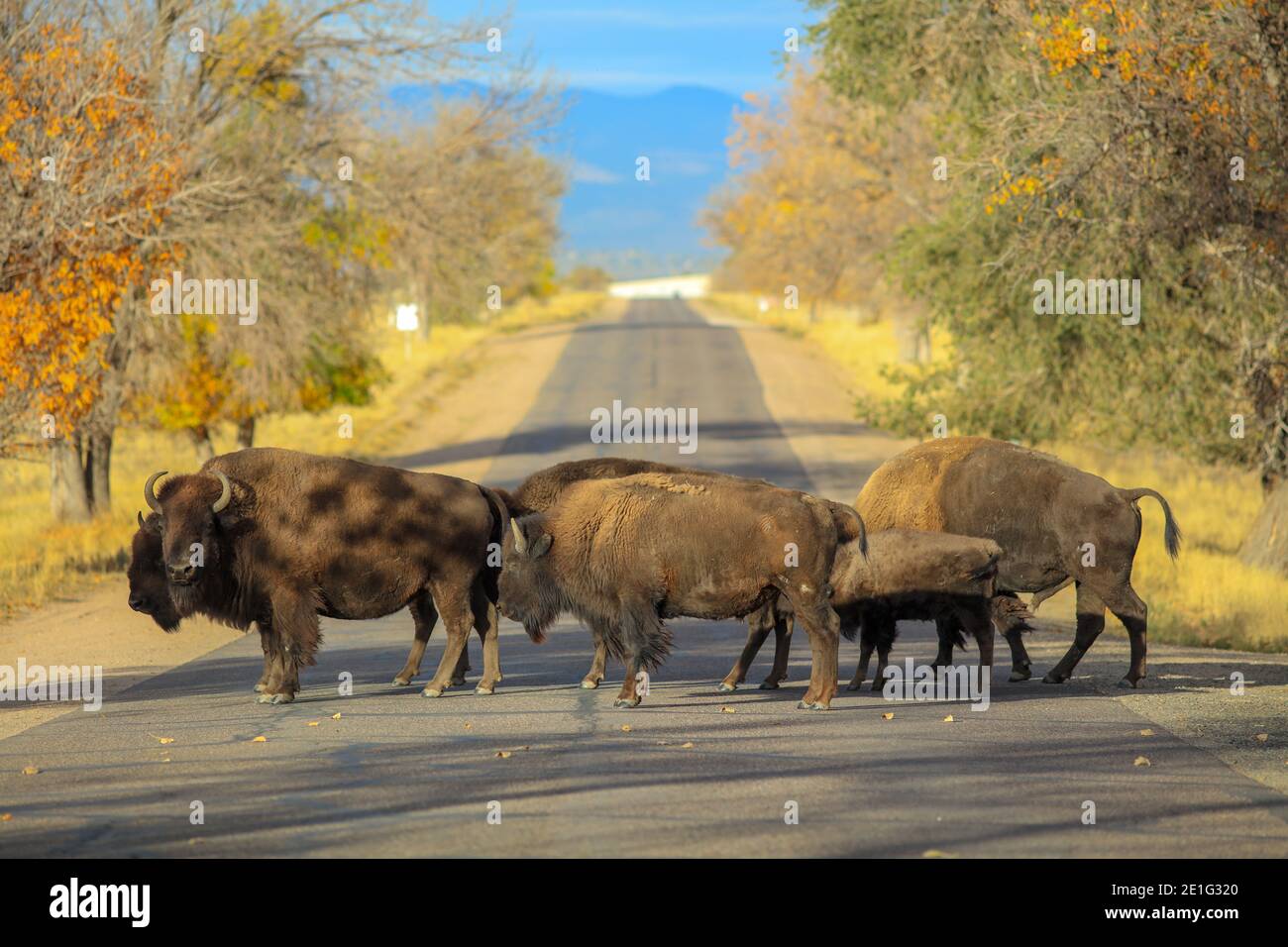 American Bison buffalo blocking the road Stock Photo - Alamy