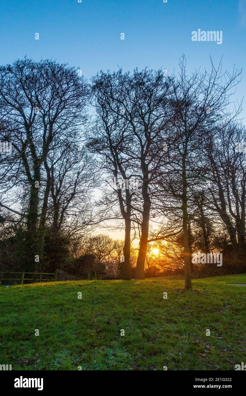 Sunsetting through a line of trees in a public wood hi-res stock ...
