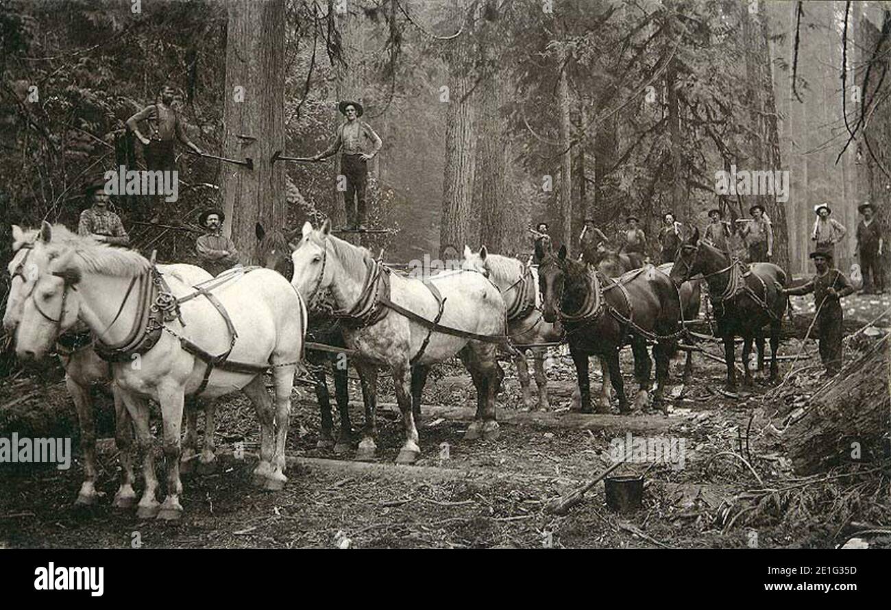 Logging horses hi-res stock photography and images - Alamy