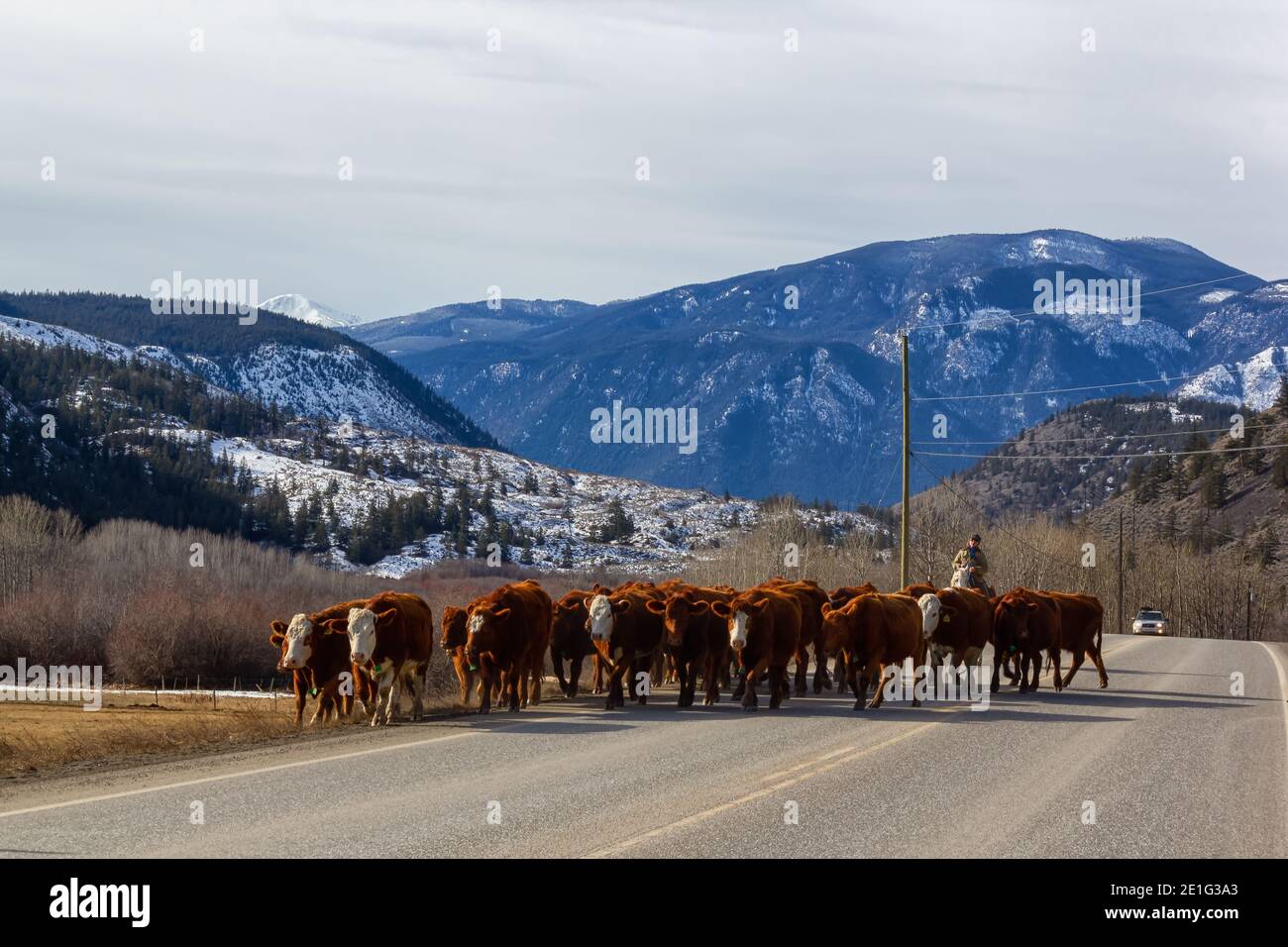 Herd of Cows walking on the road in the country side farm lands Stock ...