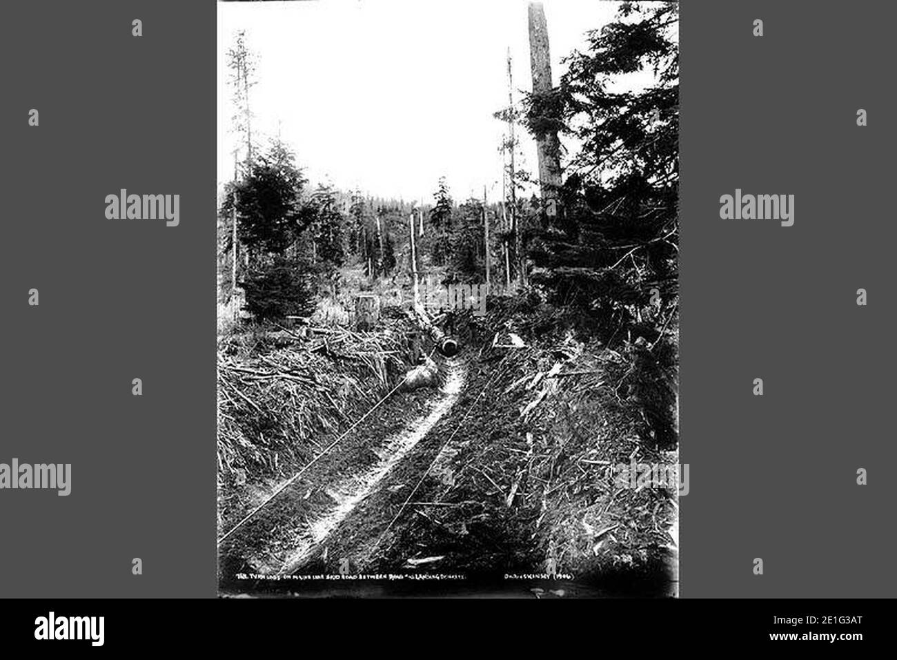 Logs being hauled along skid road by donkey engine, unidentified ...
