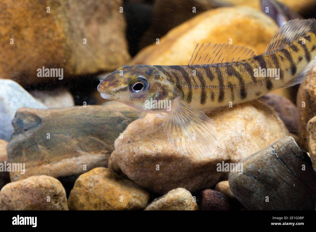 Logperch hi-res stock photography and images - Alamy