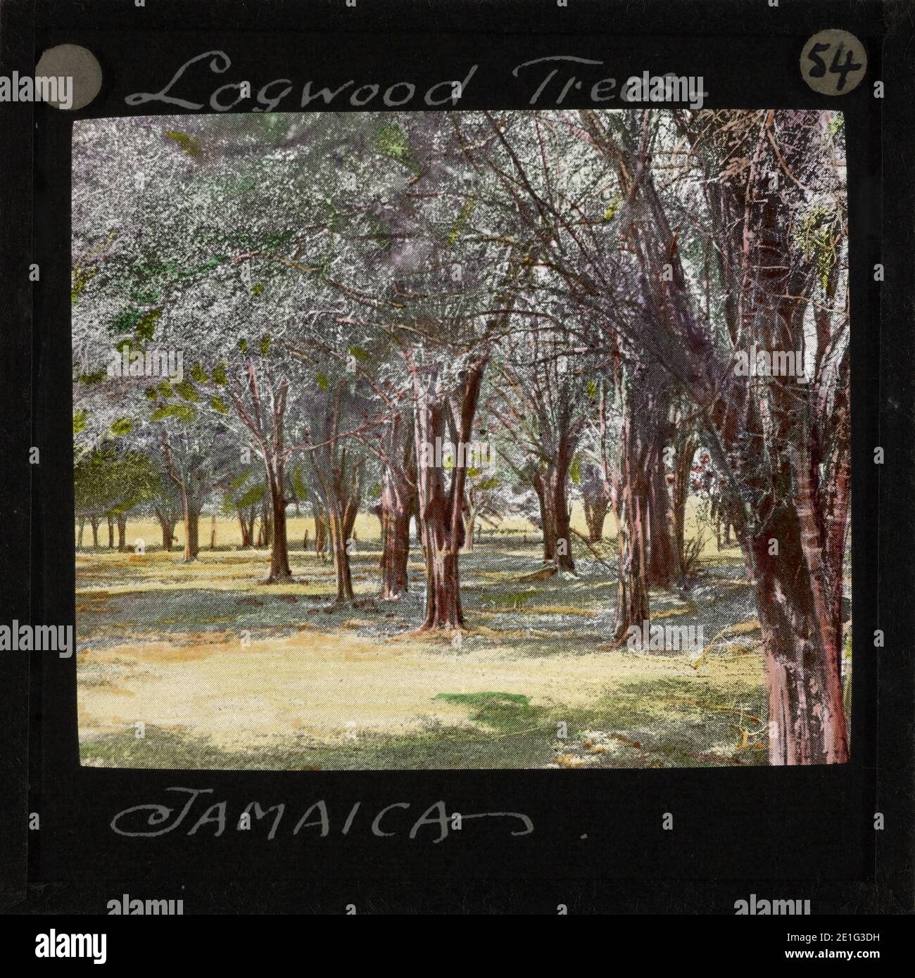Logwood Trees, Jamaica, ca.1875-ca.1940 (imp-cswc-GB-237-CSWC47-LS11 ...