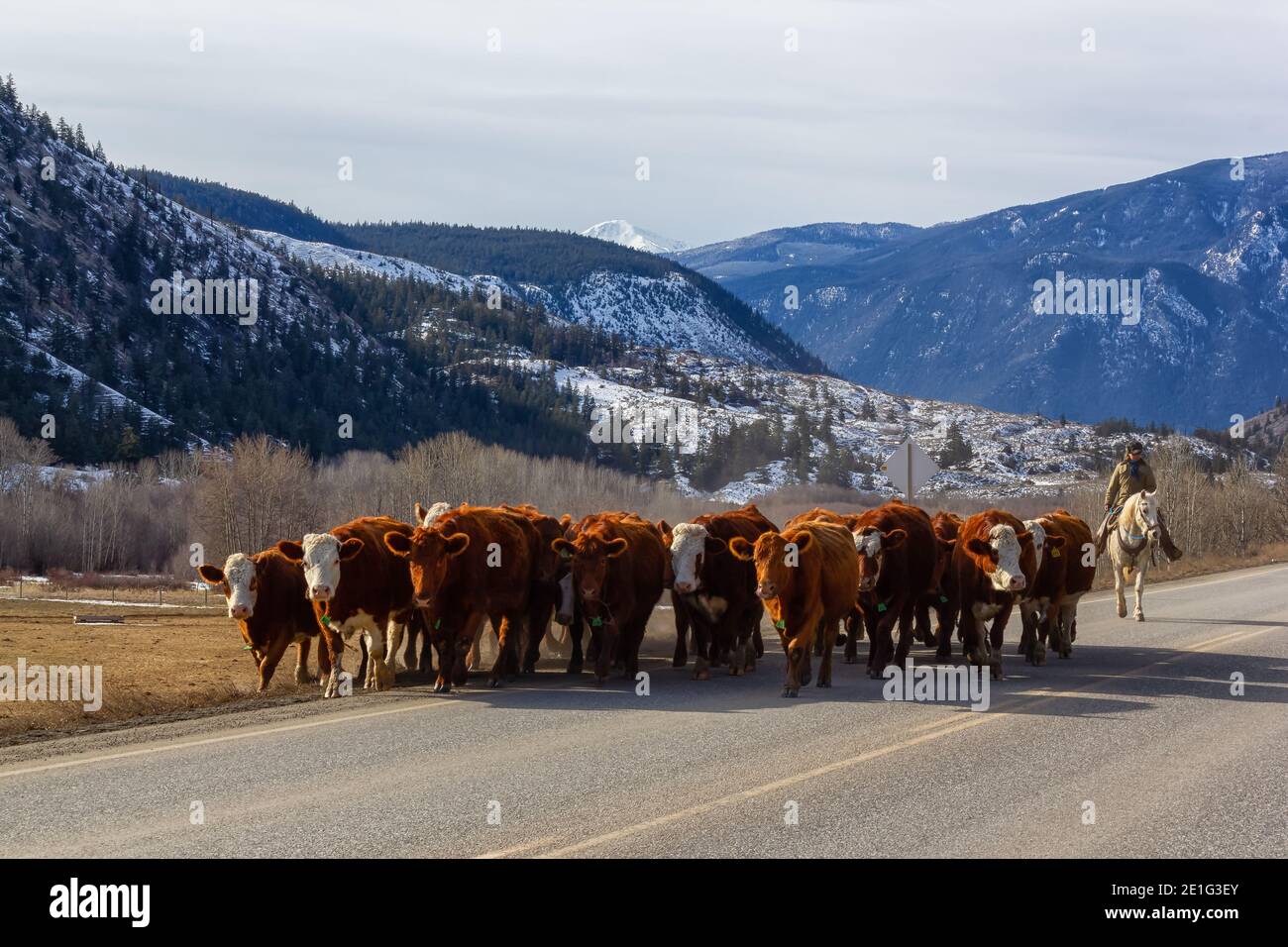 Herd of Cows walking on the road in the country side farm lands Stock ...