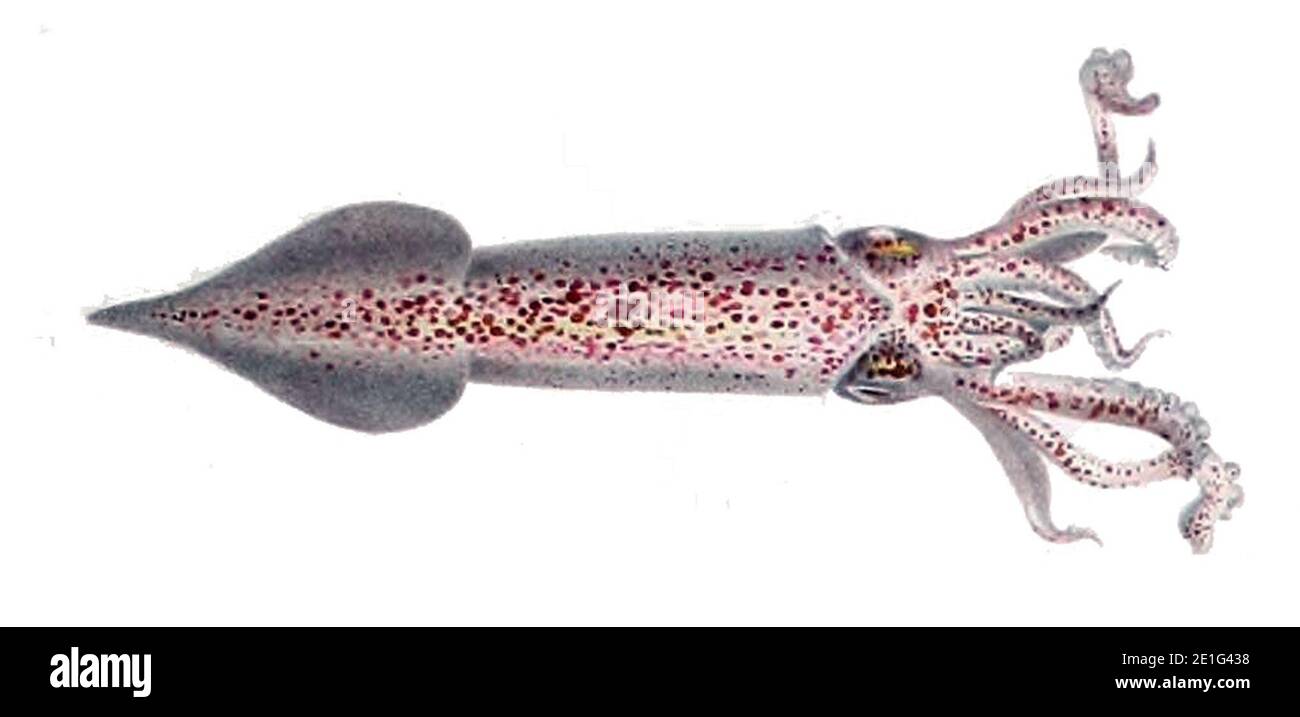 Loligo Cut Out Stock Images & Pictures - Alamy