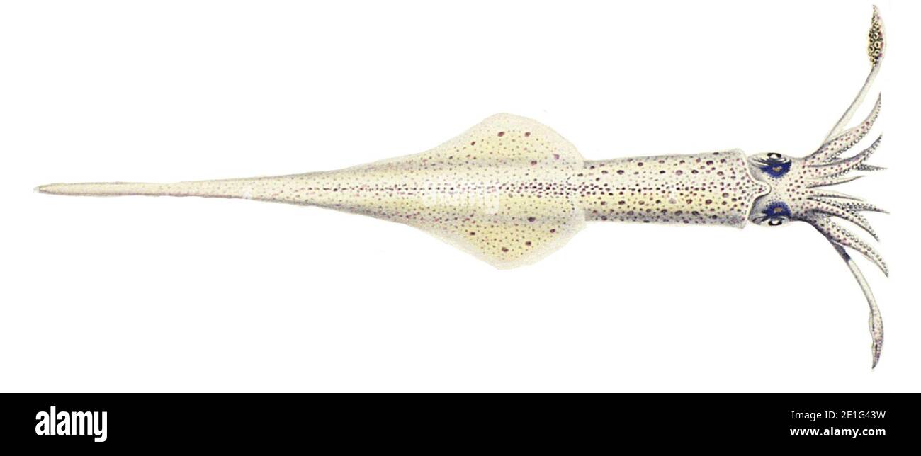 Loligo Cut Out Stock Images & Pictures - Alamy