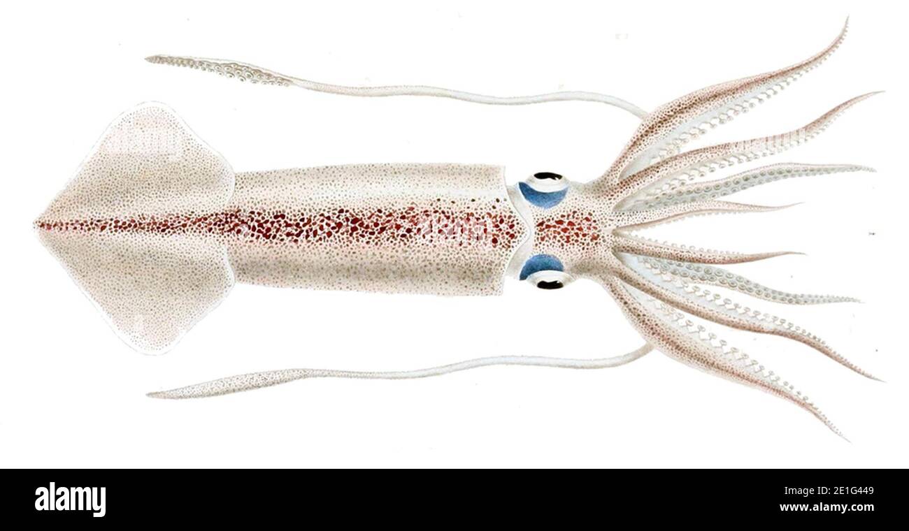 Loligo Cut Out Stock Images & Pictures - Alamy