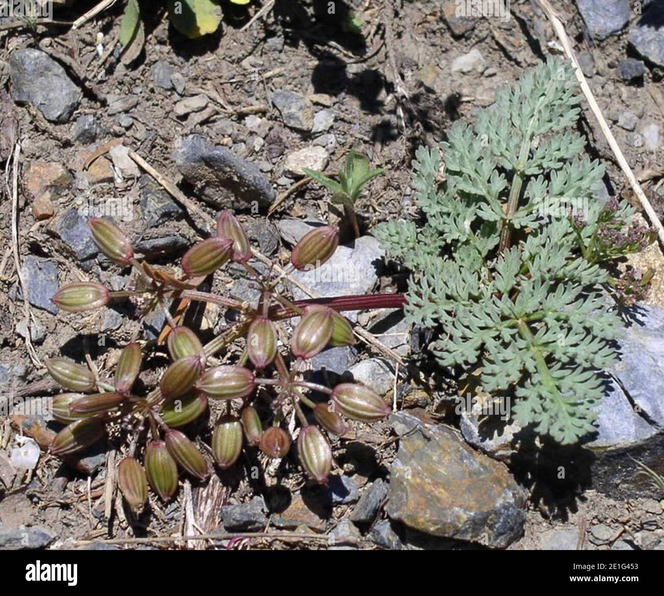 Lomatium hi-res stock photography and images - Alamy