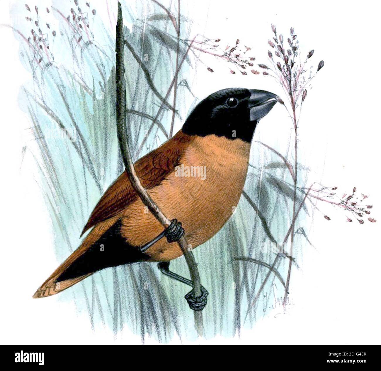 Forbesi High Resolution Stock Photography and Images - Alamy