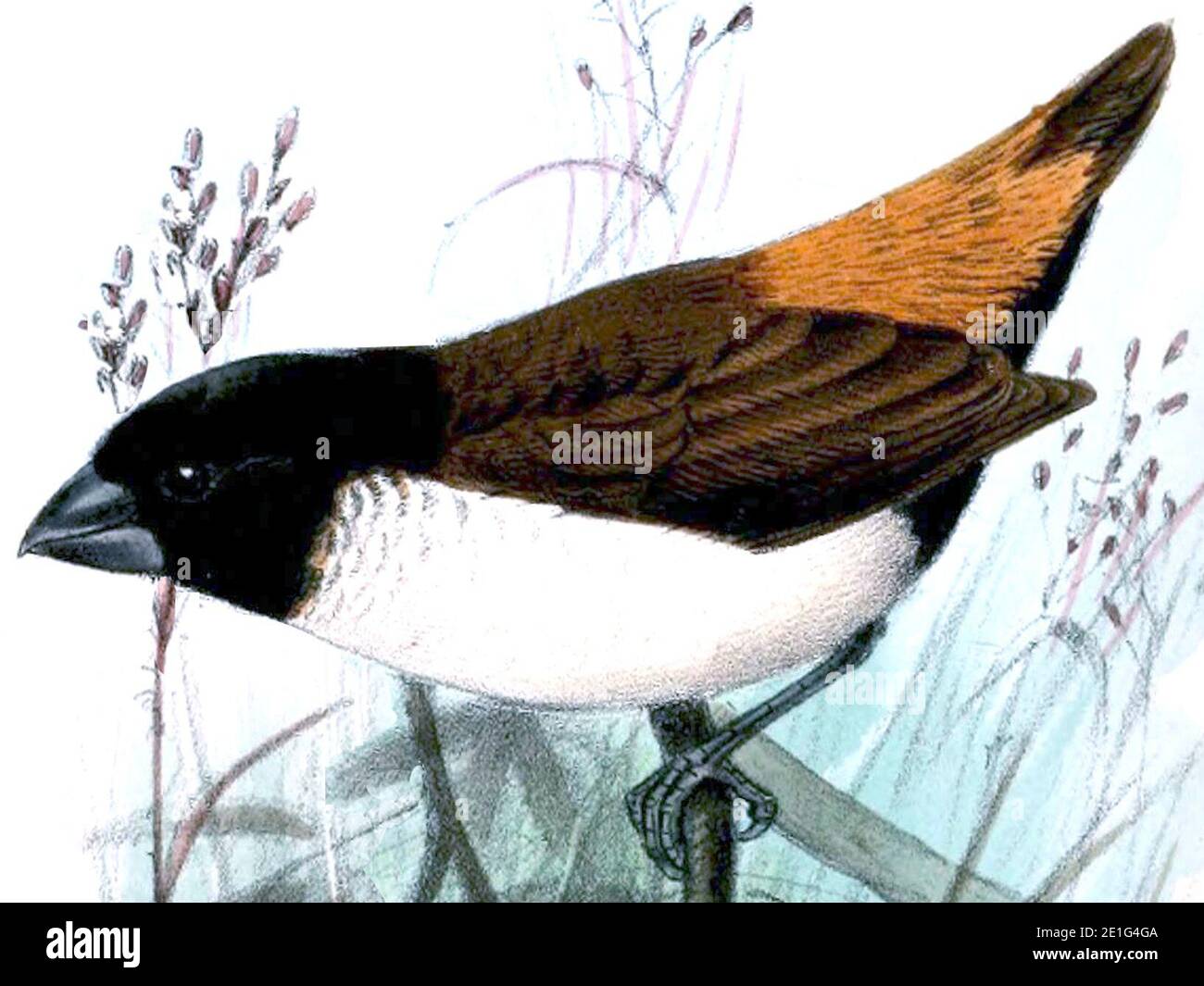 Lonchura spectabilis hi-res stock photography and images - Alamy