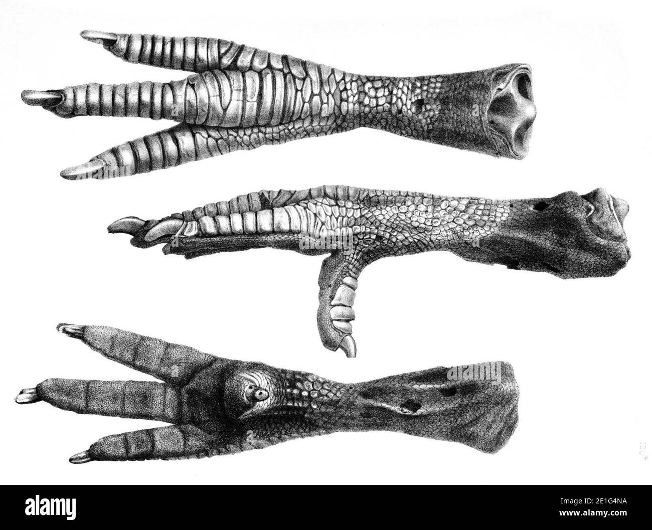 Dodo tree hi-res stock photography and images - Alamy