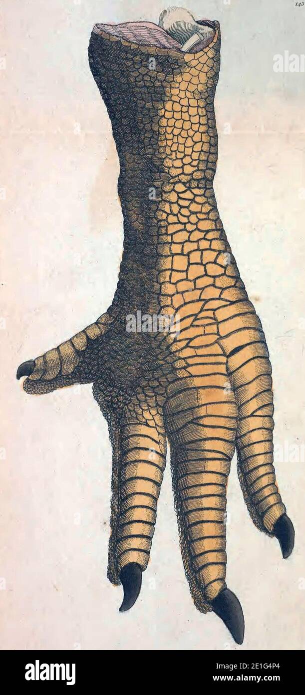 Dodo tree hi-res stock photography and images - Alamy