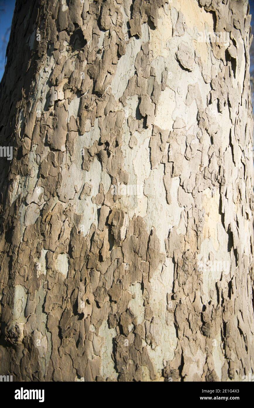 Historic london planetree hi-res stock photography and images - Alamy