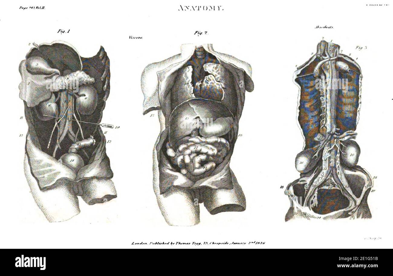 Londonencycv2anatomy6 hi-res stock photography and images - Alamy