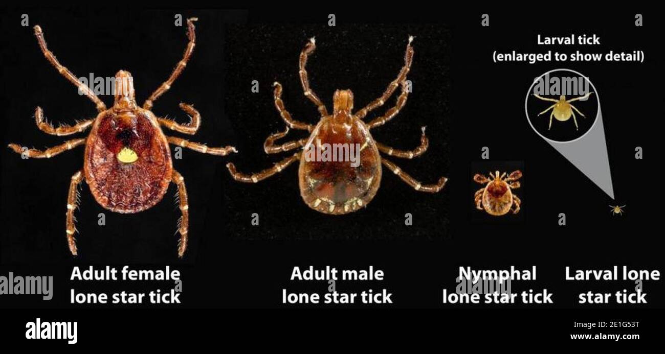 Lone star tick hi-res stock photography and images - Alamy