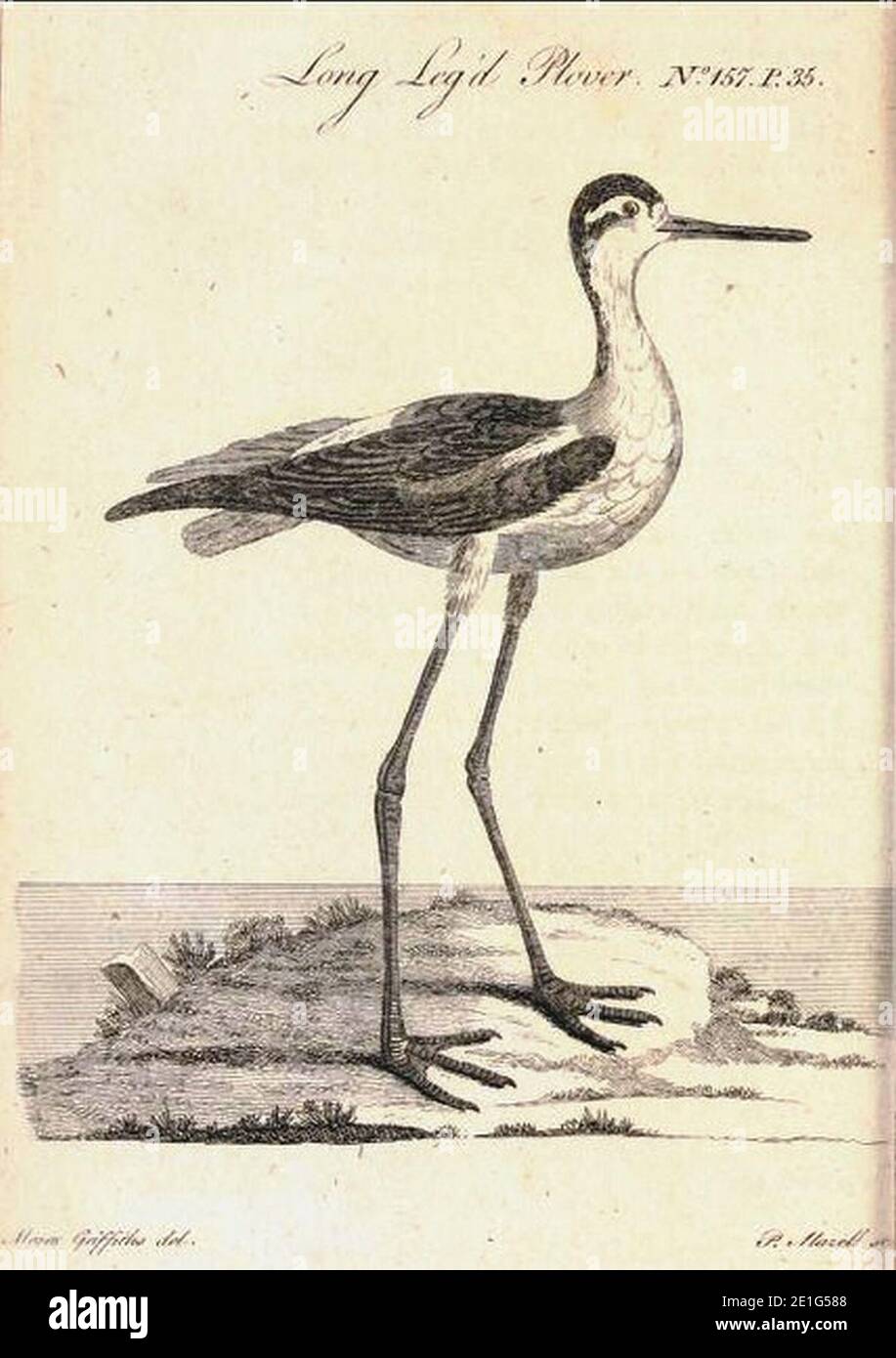 Long Leg'd Plover in Flora Scotica by John Lightfoot Stock Photo - Alamy