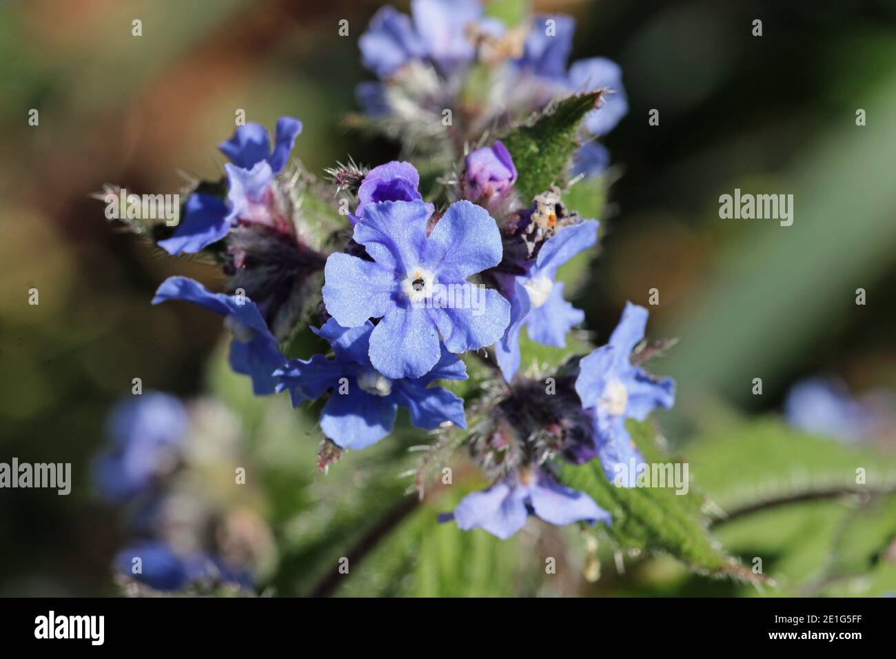 Alkanet flower blue background hi-res stock photography and images - Alamy