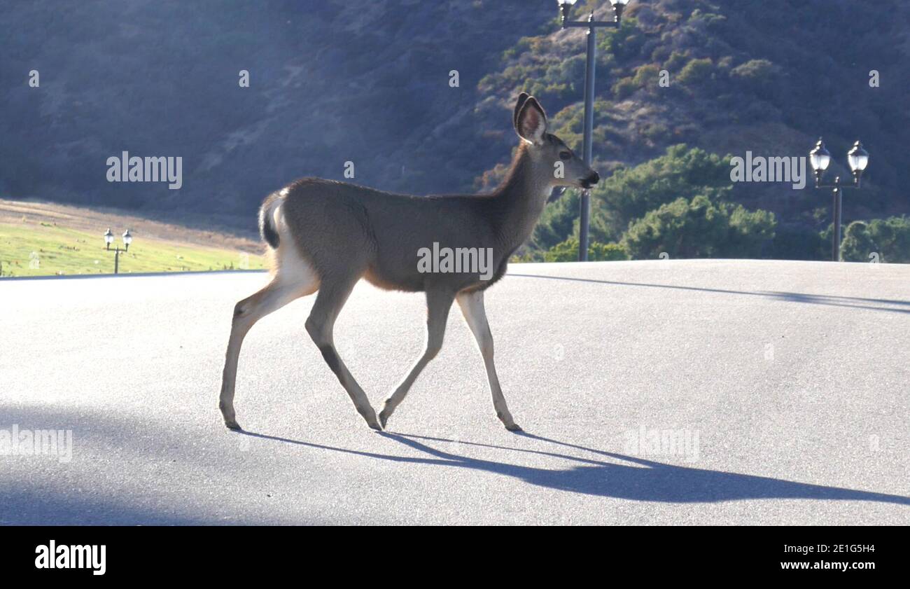 Los Angeles, California, USA 29th December 2020 A general view of ...