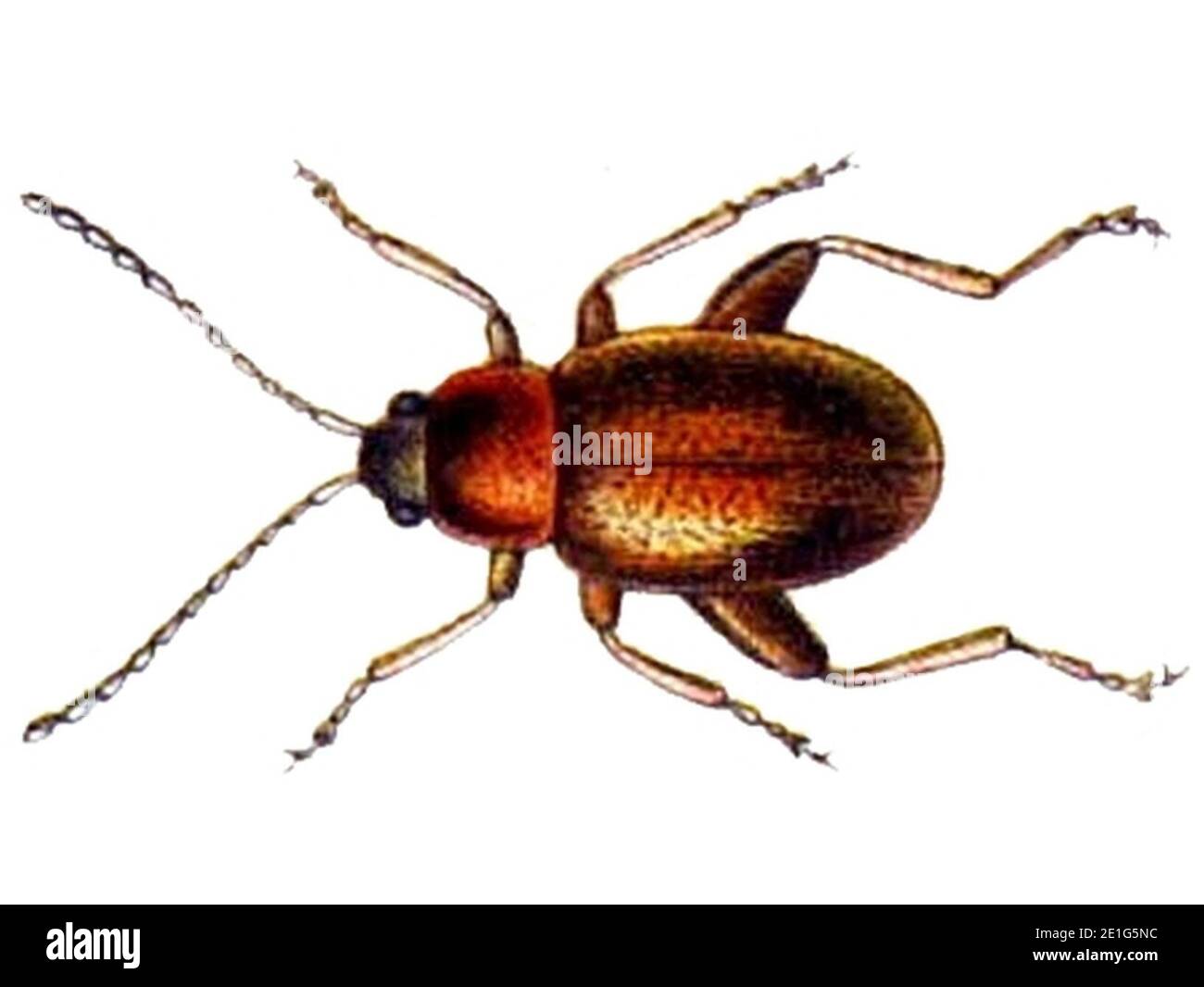 Longitarsus hi-res stock photography and images - Alamy