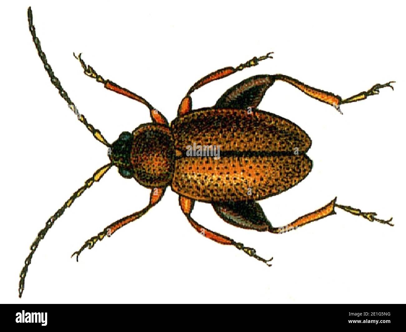 Longitarsus hi-res stock photography and images - Alamy