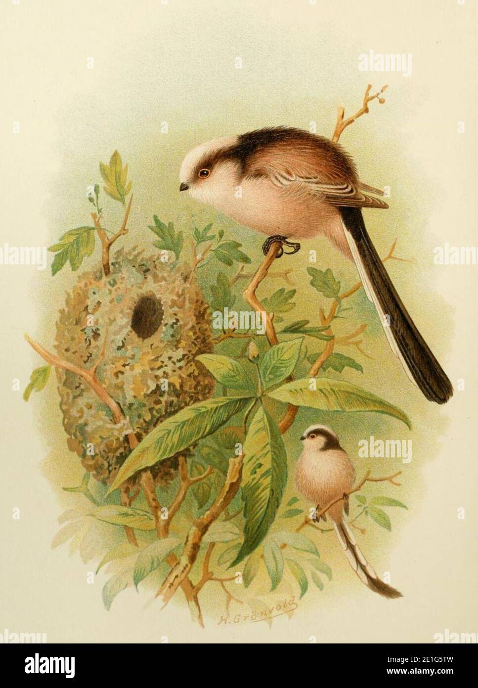 Long tailed titmouse hi-res stock photography and images - Alamy