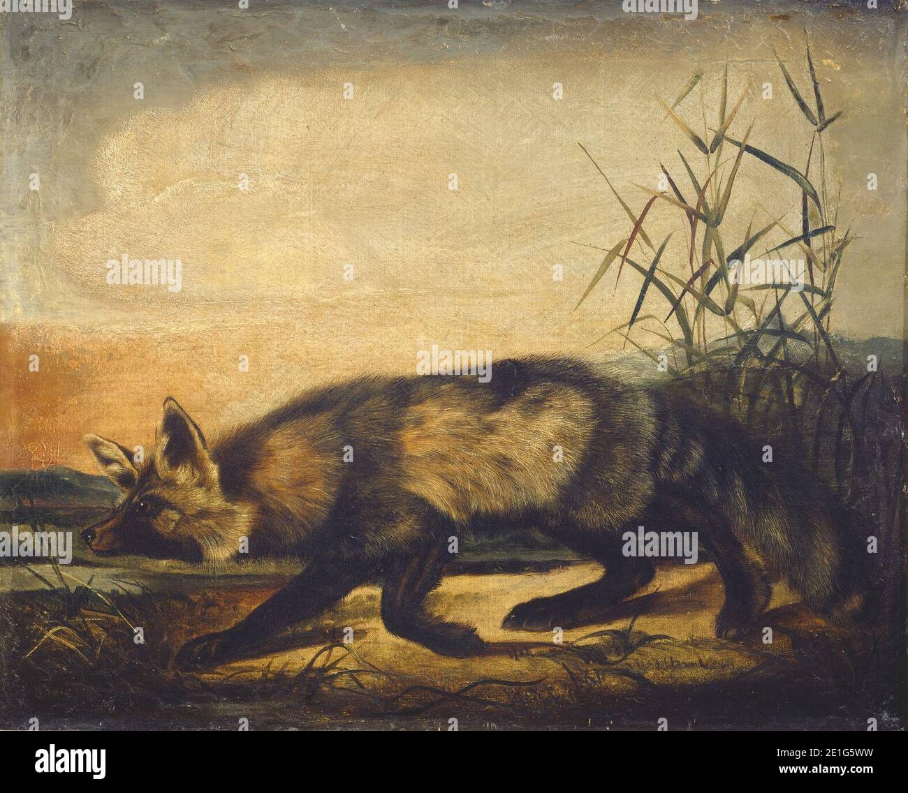 Long tailed red fox hi-res stock photography and images - Alamy