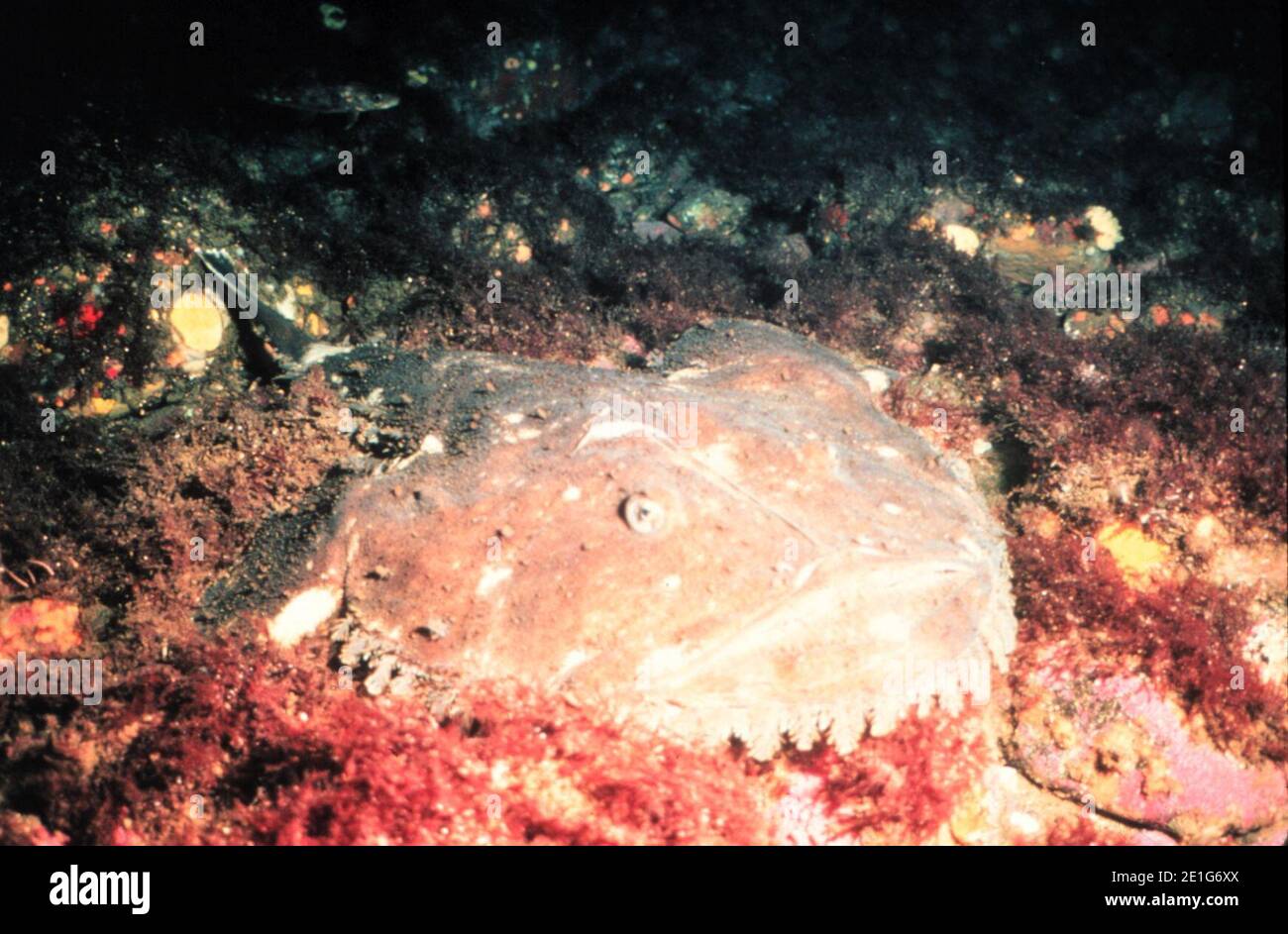 Lophius americanus hi-res stock photography and images - Alamy