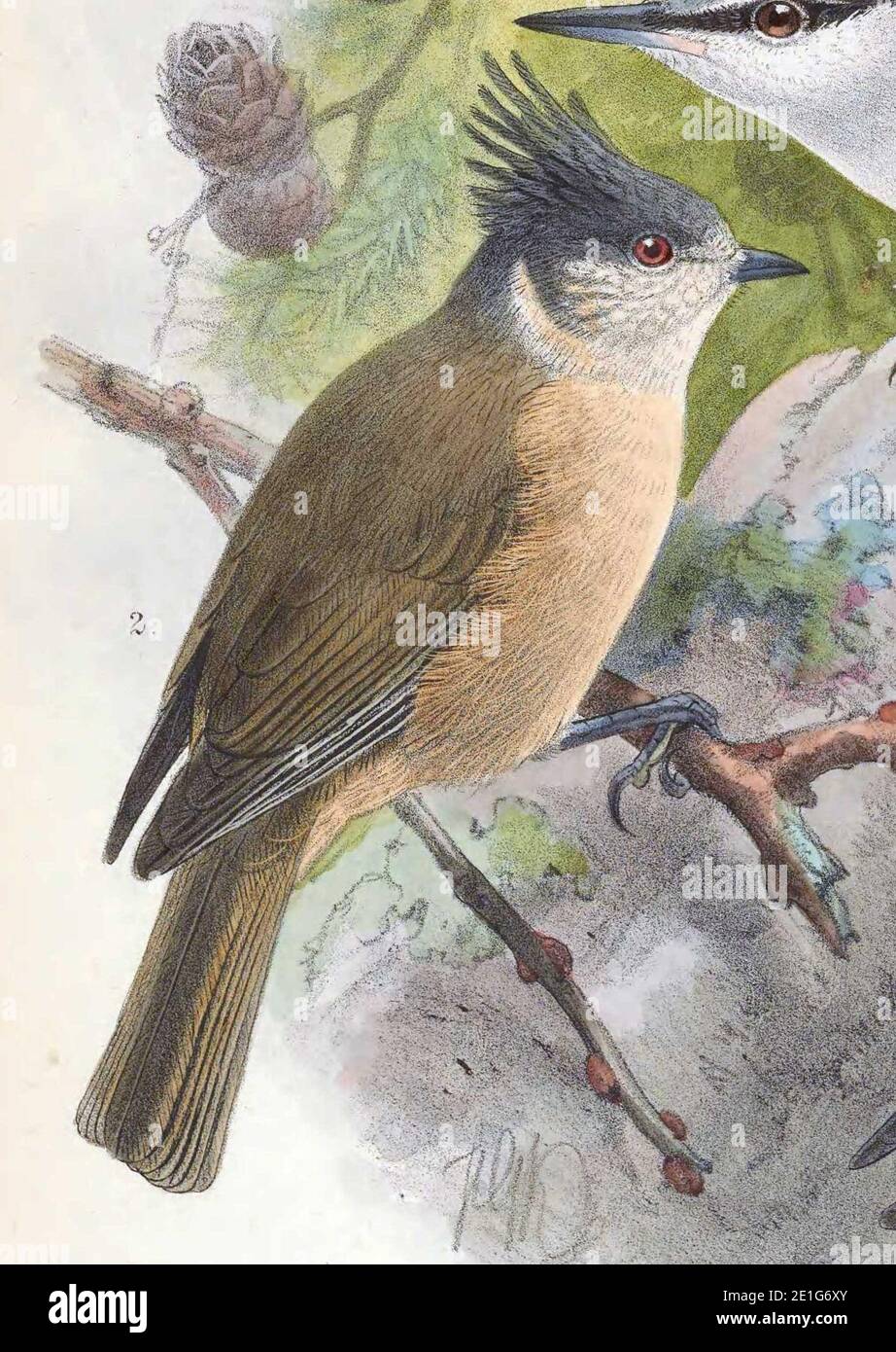 Lophophanes hi-res stock photography and images - Alamy