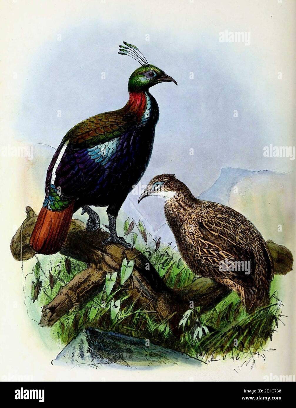 Lophophorus hi-res stock photography and images - Alamy