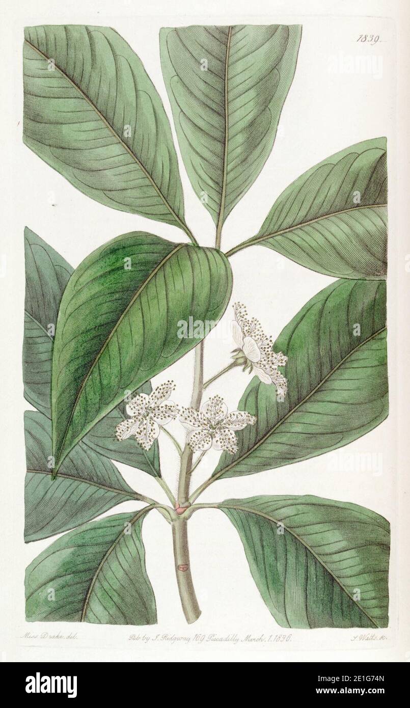 Lophostemon hi-res stock photography and images - Alamy