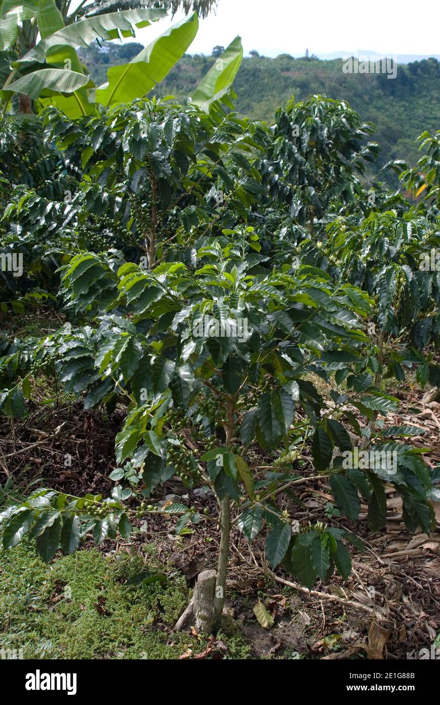 Recuca coffee hi-res stock photography and images - Alamy