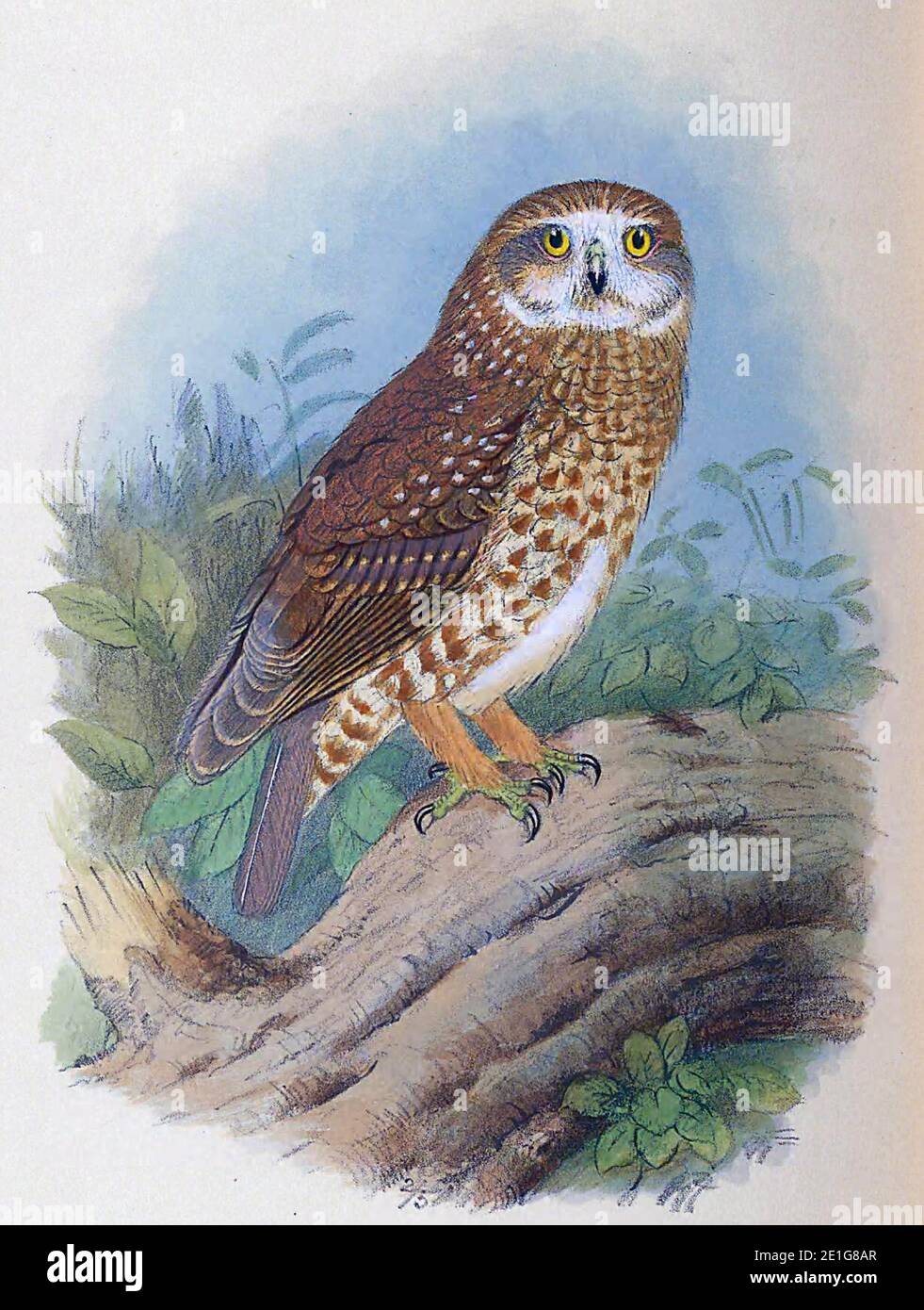 Lord Howe Boobook Stock Photo - Alamy