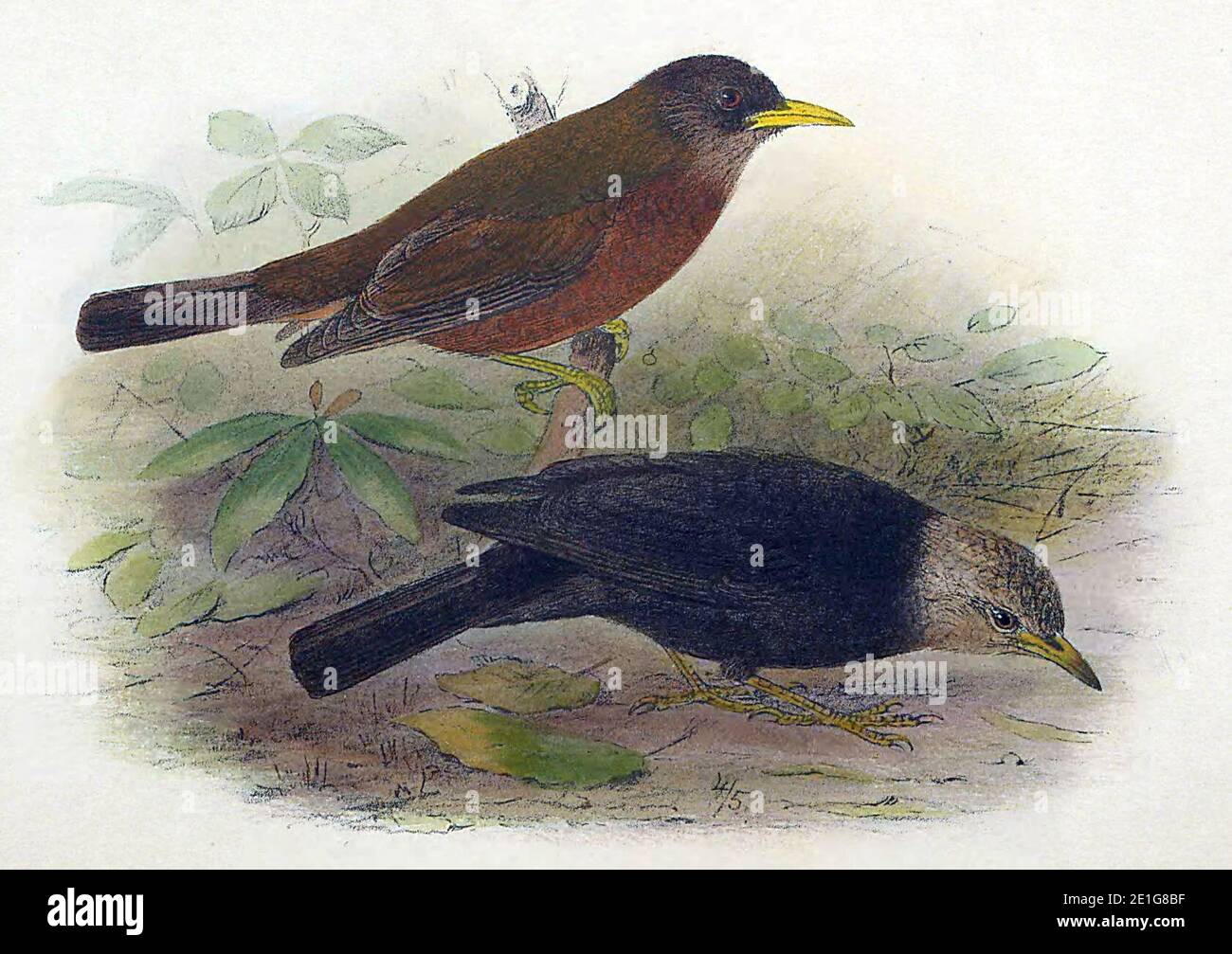 Lord howe thrush hi-res stock photography and images - Alamy